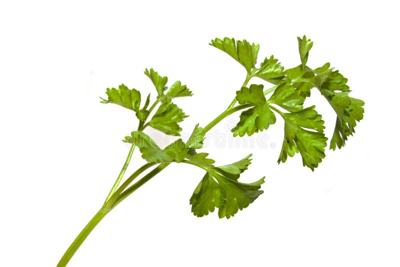 Parsley Isolated on White Background Stock Photo - Image of nutrition ...