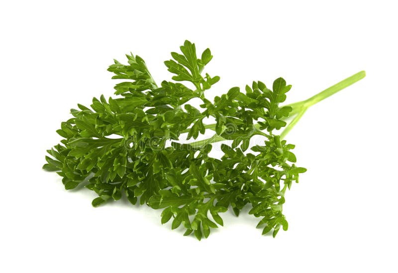 Parsley Isolated on a White Background Stock Photo - Image of healthy ...