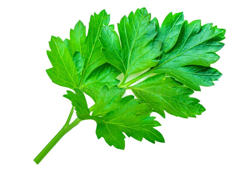Parsley Isolated on White Background. Fresh Parsley Leaves Closeup ...