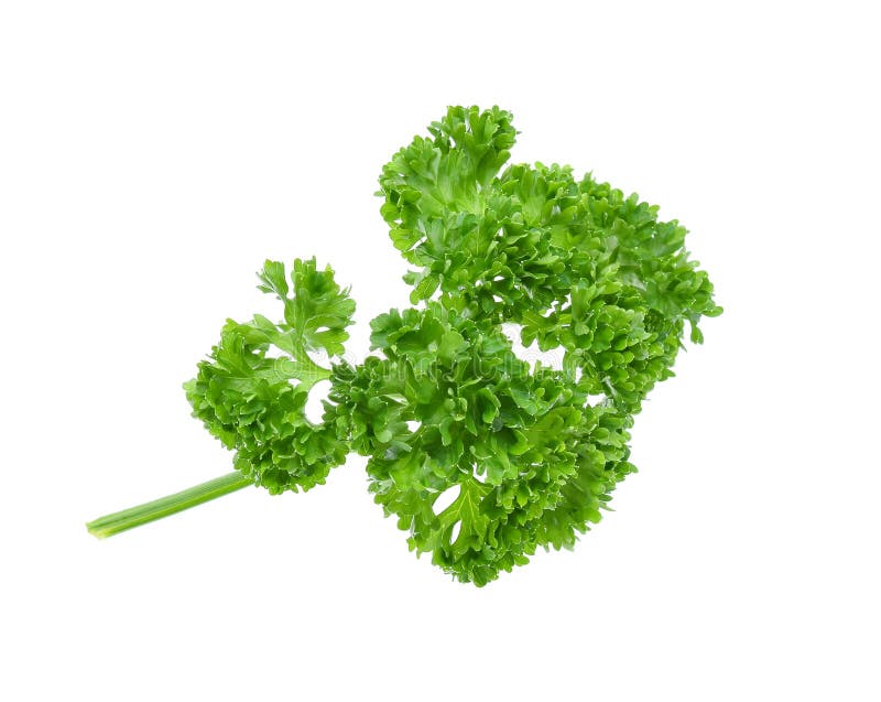 Parsley Isolated on White Background Stock Photo - Image of ingredient ...