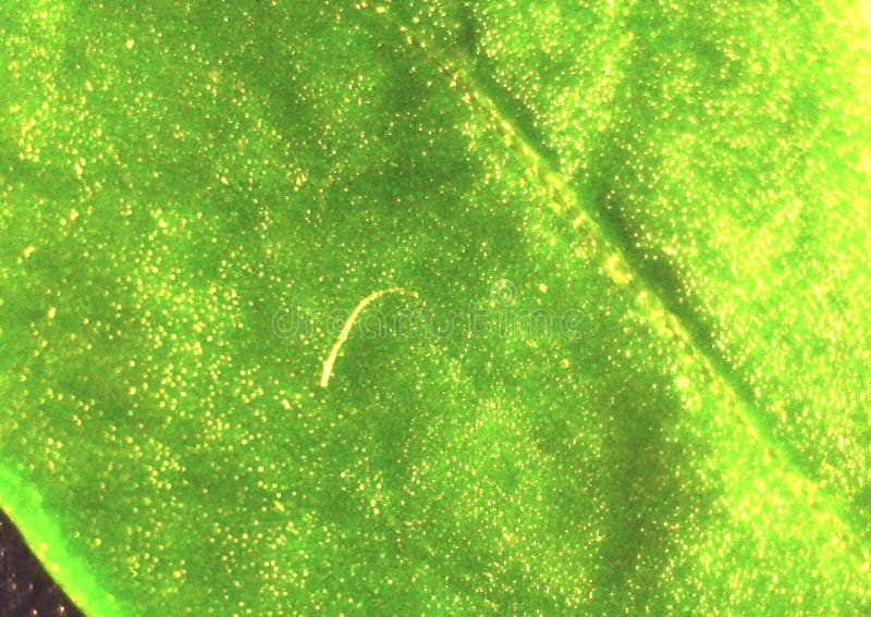 Parsley Leaf in Detail. Image Under the Microscope, Micro Photography ...