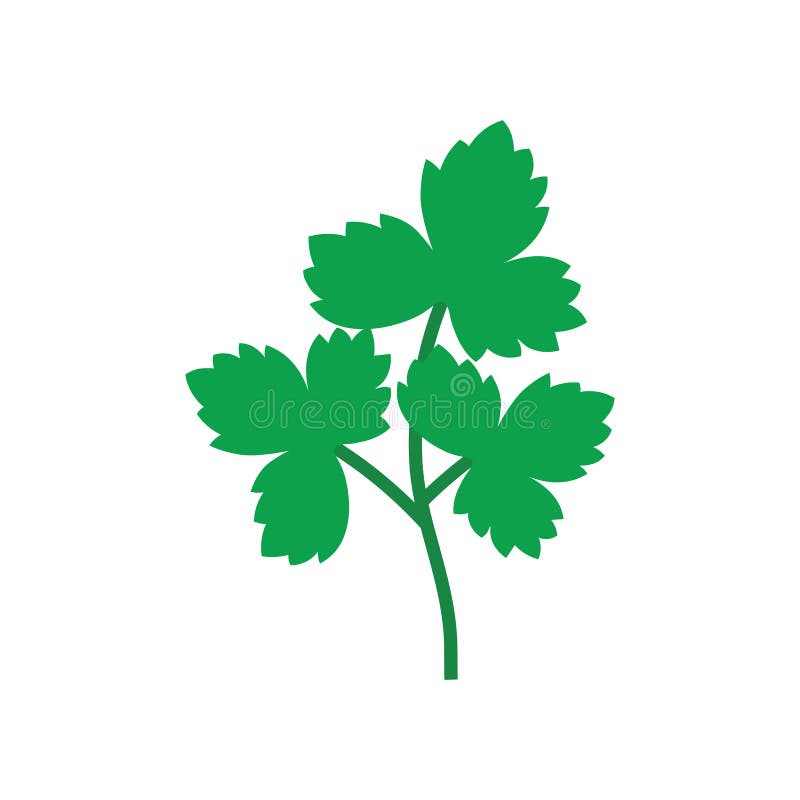 Parsley leaf icon vector stock vector. Illustration of vegetable ...