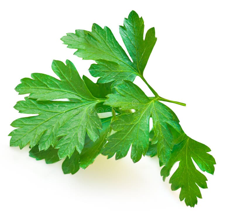 Â Levitating Parsley Leaf Isolated on White Background. Fresh Parsley ...