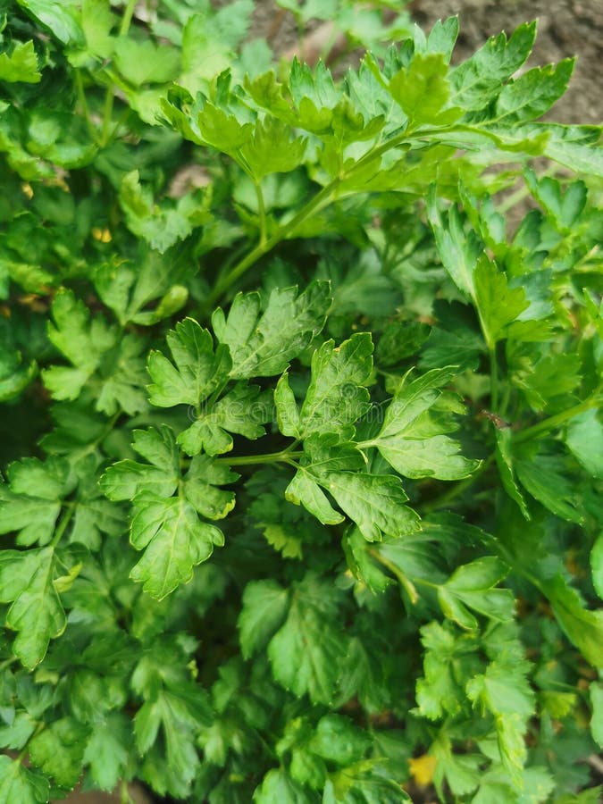 Parsley leaves texture stock photo. Image of parsley - 319056220