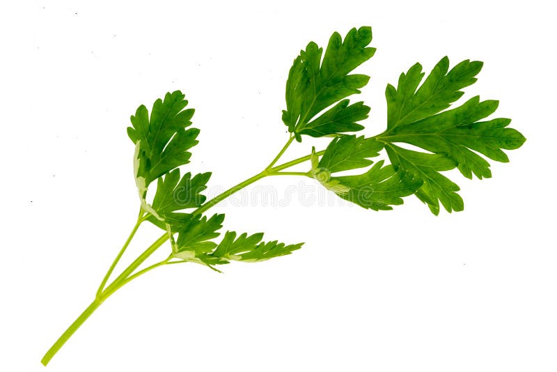 Parsley stock image. Image of green, foliage, crop, ingredient - 56862013