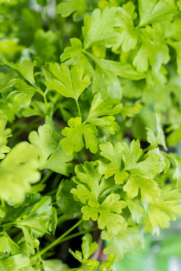 Parsley Plant stock photo. Image of herbal, fresh, health - 41595420