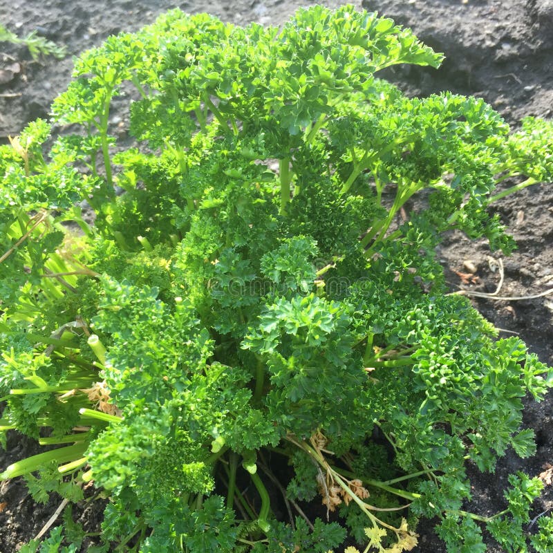 Parsley plant stock photo. Image of spring, vegetable - 70856286