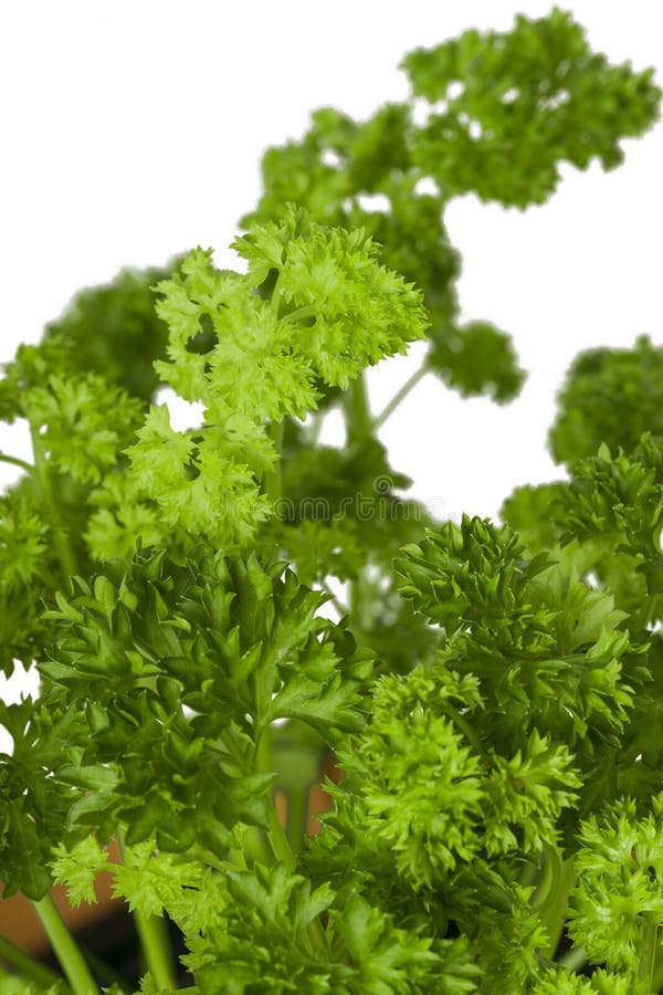 Parsley in Plant Pot, Close-up View Stock Photo - Image of herb, plant ...