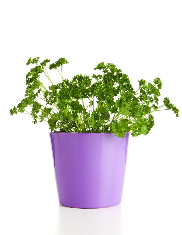 Parsley in a pot stock image. Image of ingredients, petroselinum - 19043035
