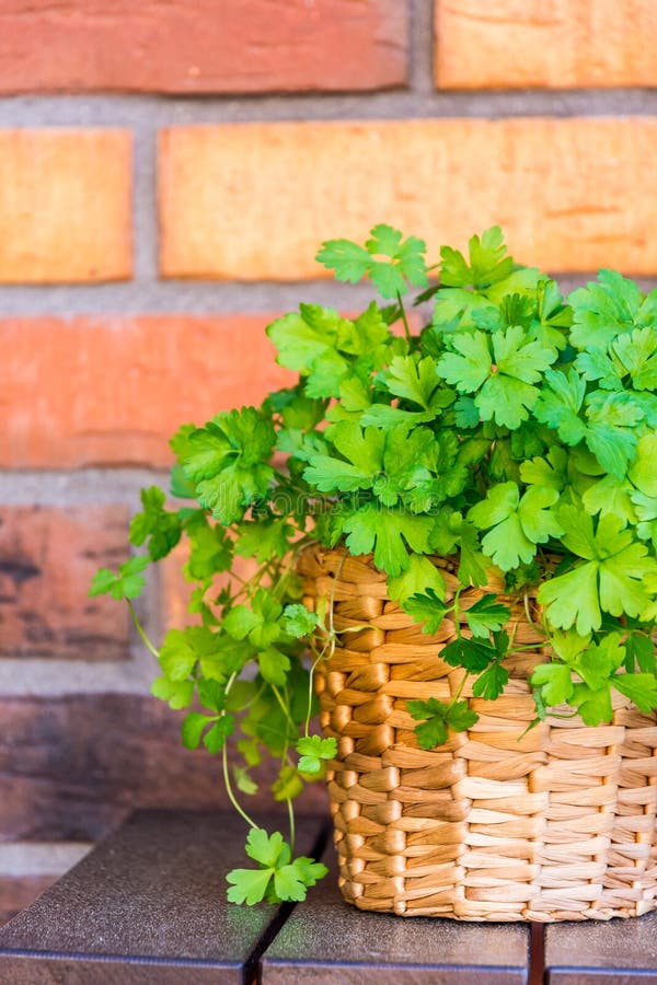 Parsley in the Pot with Brick Background Stock Photo - Image of ...