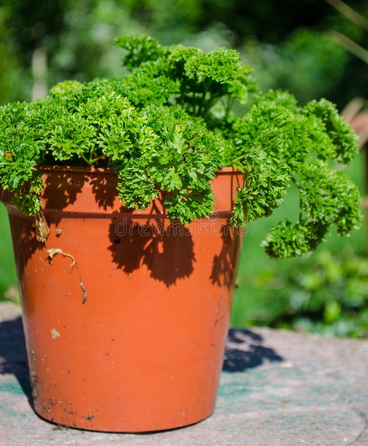 Parsley in a pot stock photo. Image of rural, home, green - 93323538