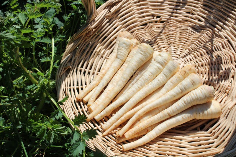 Parsley root in a basket stock photo. Image of burnet - 230484706