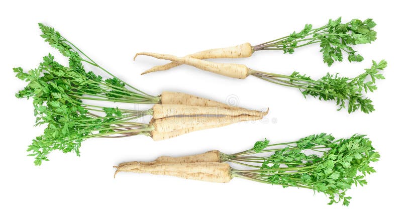 Parsley Root with Leaves Isolated on White Background Stock Photo ...
