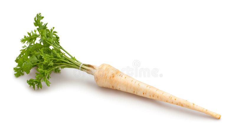 Parsley root stock photo. Image of fresh, delicious - 105086456