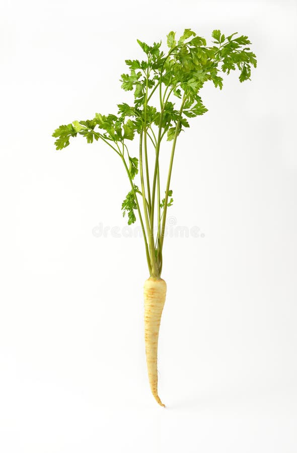 Single Cow Parsley Anthriscus Sylvestris Seed Head Shell Stock Photo ...