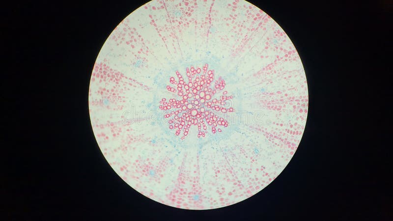 Xylem and Other Tissues of Beet Root Under a Microscope Stock Photo ...
