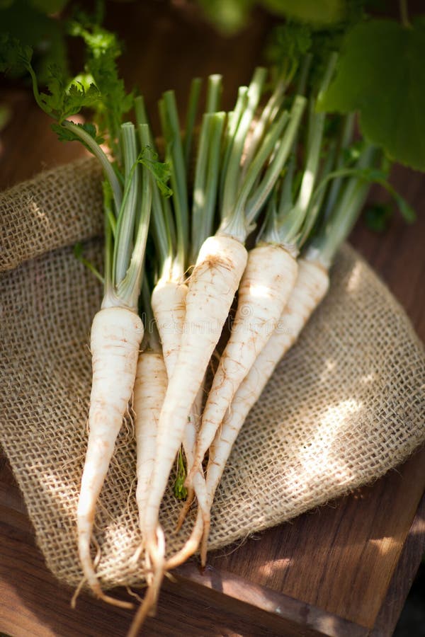 Parsley roots stock image. Image of jute, time, nutrition - 25899257