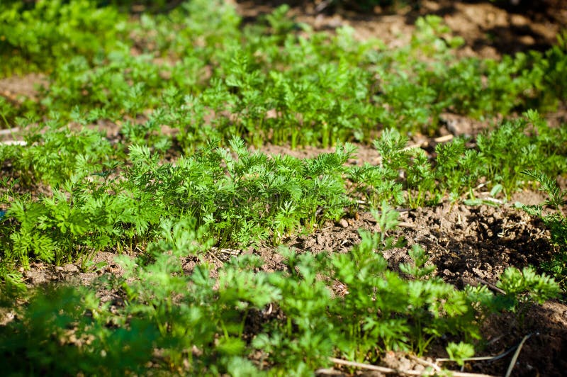 Parsley seedlings stock image. Image of garden, land - 31294835