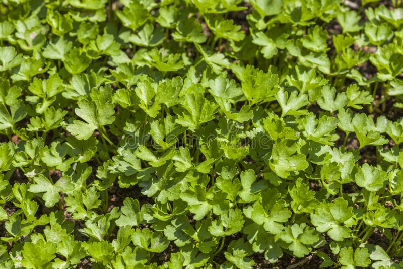 Parsley stock image. Image of macro, freshness, closeup - 39772303