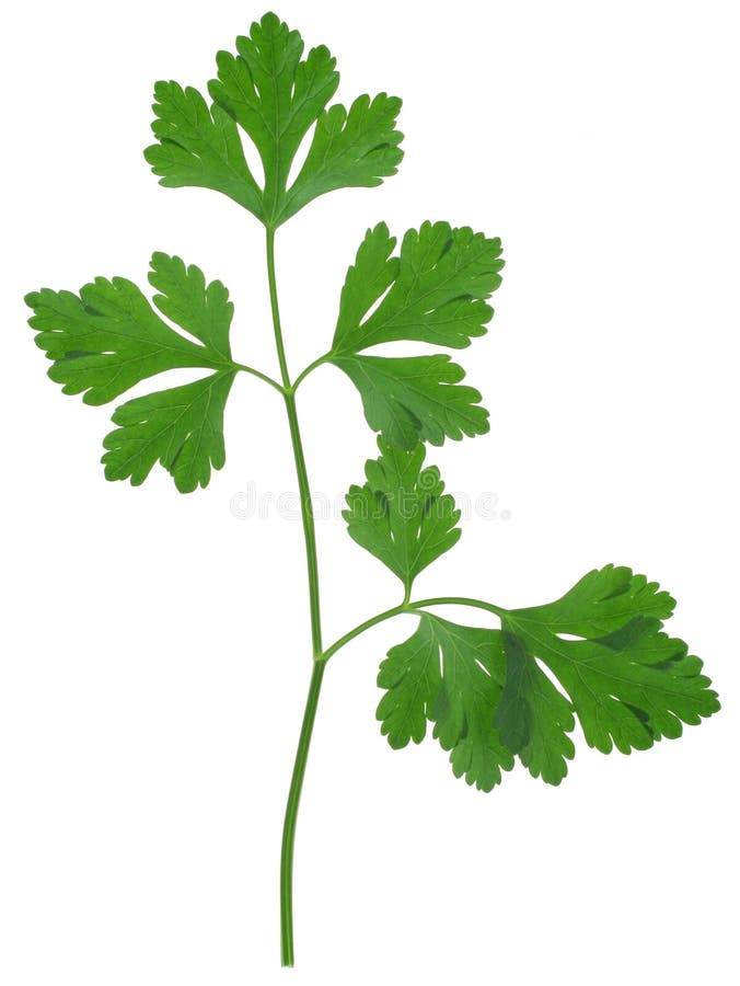 Parsley sprig stock photo. Image of vegetable, bright - 2299304