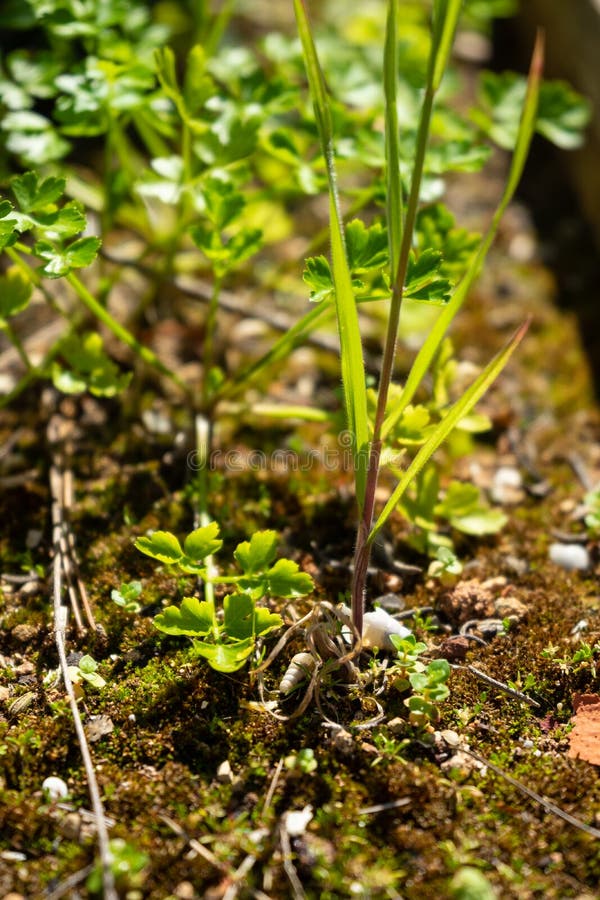Parsley Sprout on Moss in the Morning in Spring Stock Photo - Image of ...