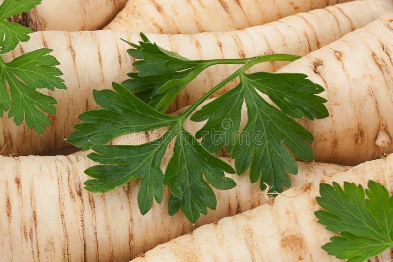 Parsley vegetable drink stock photo. Image of herbal - 55558054