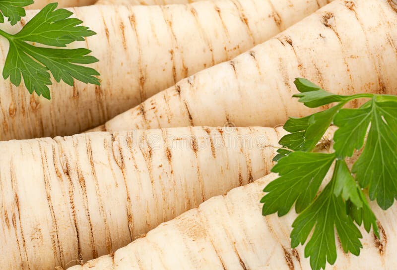Parsley Vegetable Root on White Stock Photo - Image of nature, leaf ...