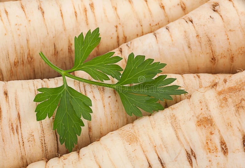 Parsley Vegetable Root on White Stock Photo - Image of nature, leaf ...