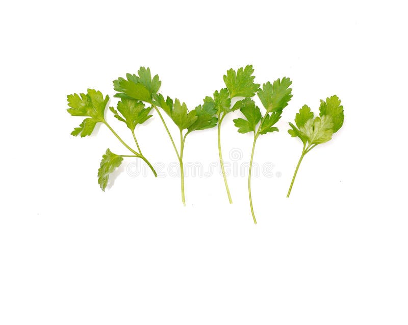 Parsley on White Background Stock Photo - Image of parsley, cooking ...