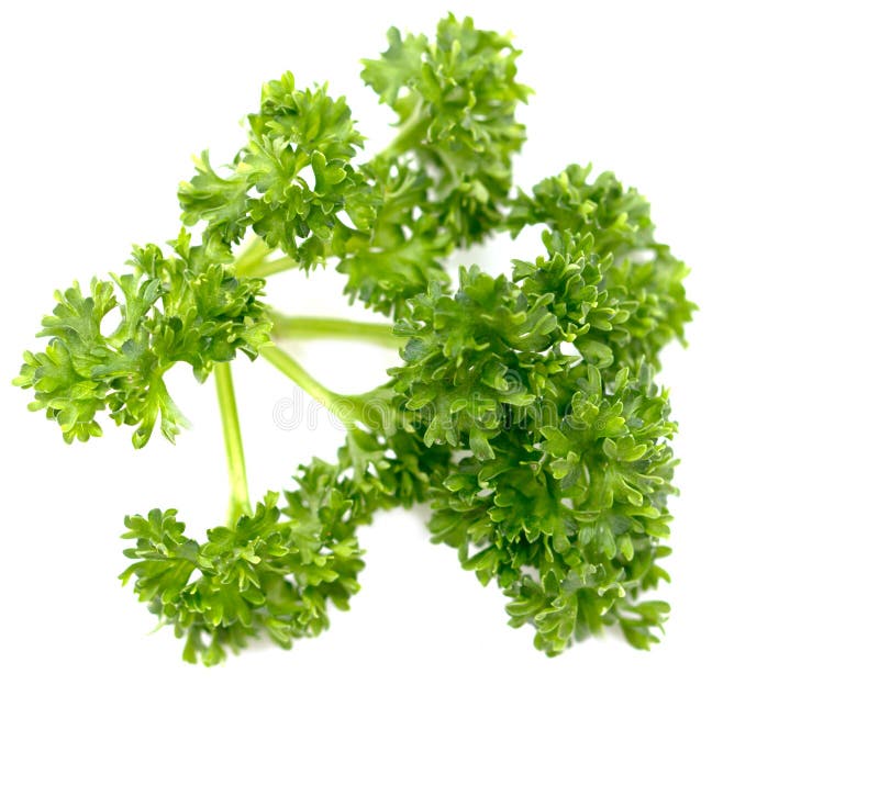 Parsley on a White Background Stock Image - Image of plant, detail ...