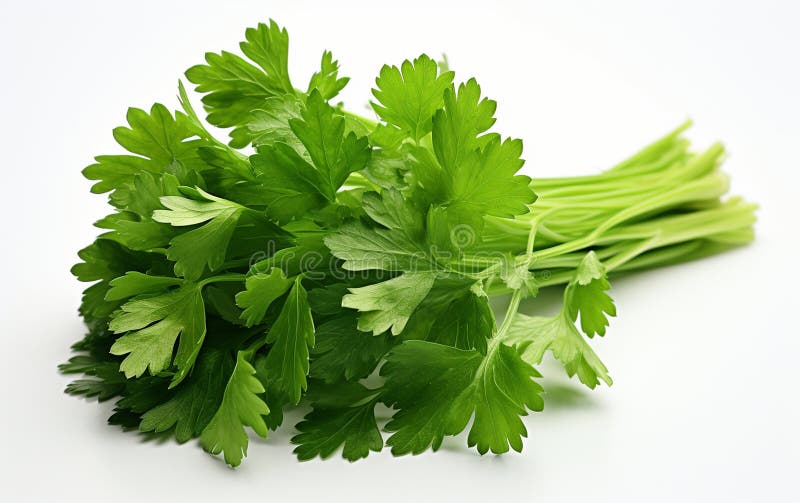 Parsley White Background stock illustration. Illustration of natural ...