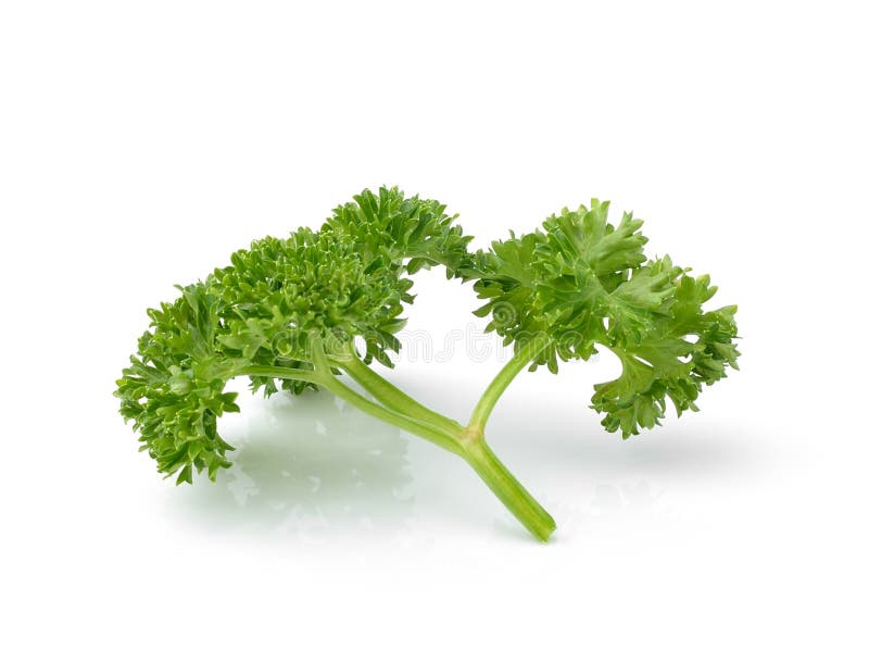 Parsley on White Background Stock Image - Image of branch, vegetarian ...