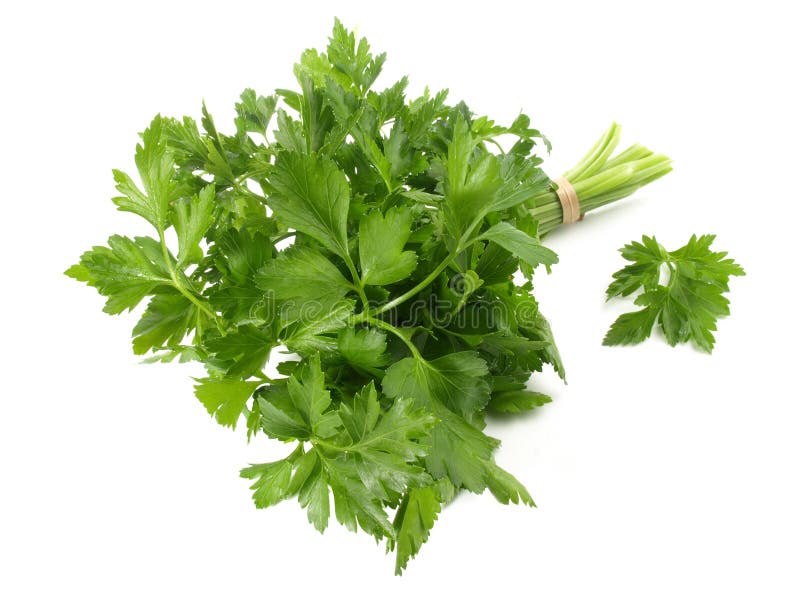 Parsley on White Background - Isolated Stock Photo - Image of macro ...