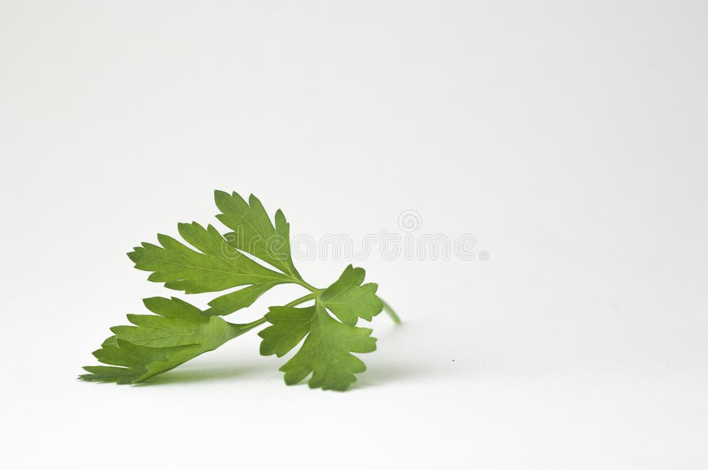 Parsley on White Background Stock Photo - Image of white, parsley: 98009124
