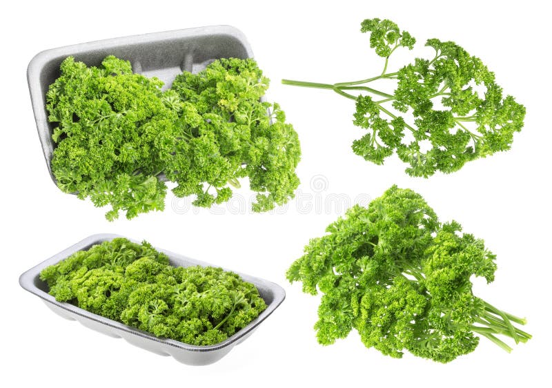 Parsley on white stock photo. Image of ingredient, herb - 220225696