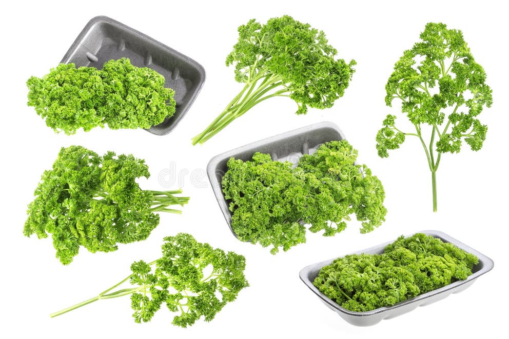 Parsley on white stock image. Image of green, leaf, sale - 220225705