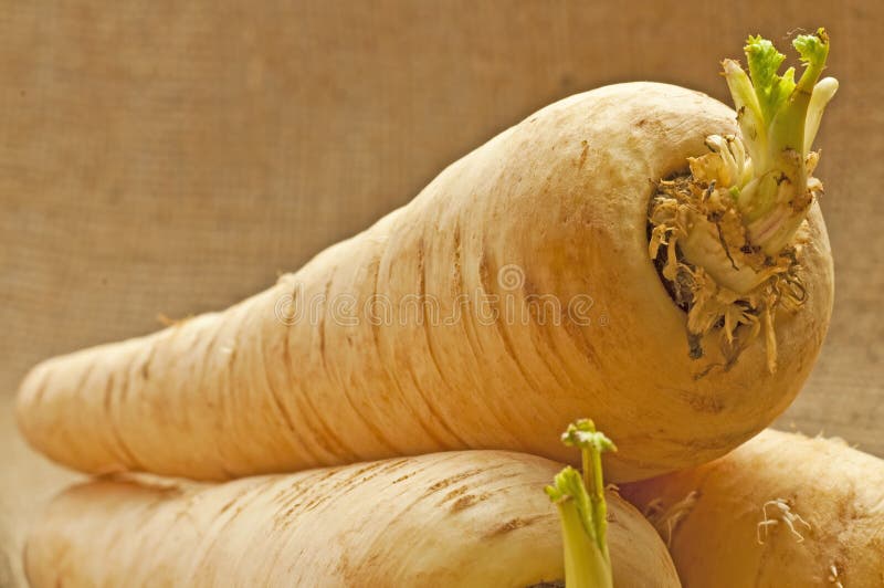 Parsnip stock photo. Image of parsnip, vegetable, vitamin - 18513122