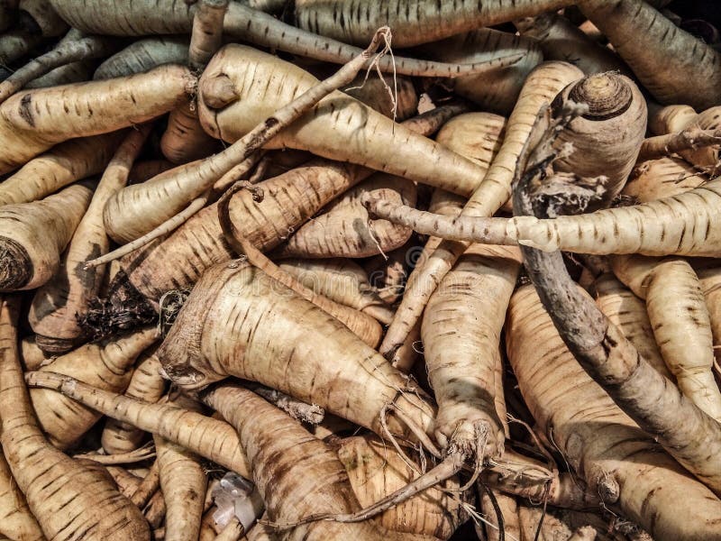 Parsnip Group - Close Up, Vegetable Stock Photo - Image of group, fresh ...