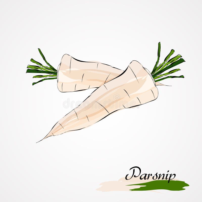 Parsnip Stock Illustrations – 1,336 Parsnip Stock Illustrations ...