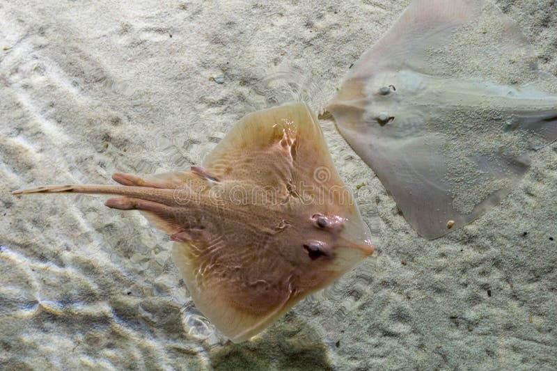 Parsnip Stingray Fish on Sand Stock Image - Image of underwater ...