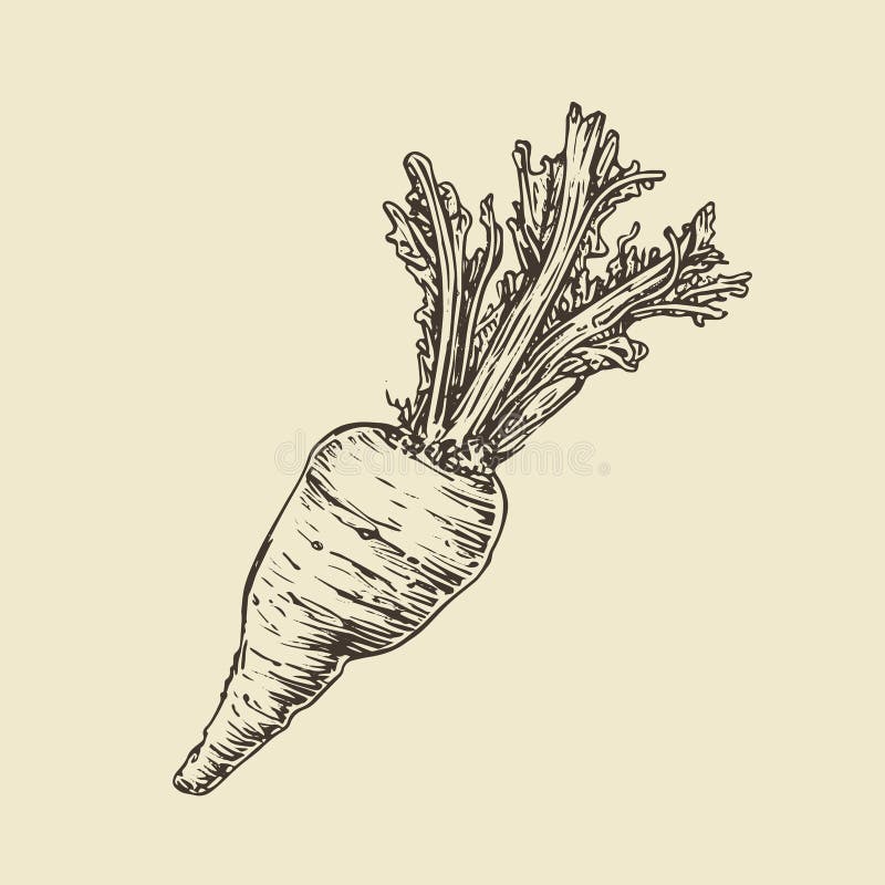 Parsnip Vector Drawing. Isolated Hand Drawn, Engraved Style ...