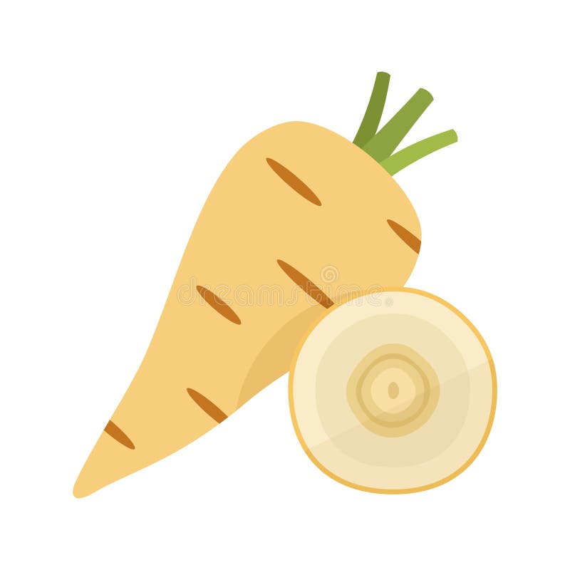 Parsnip Vector Illustration. Whole and Cut Vegetable on White ...