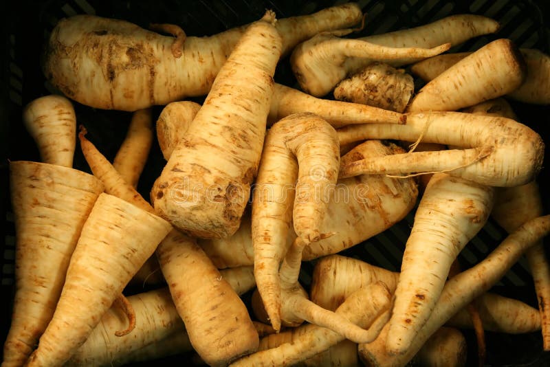 Fresh parsnip stock image. Image of organic, roots, harvested - 29625011