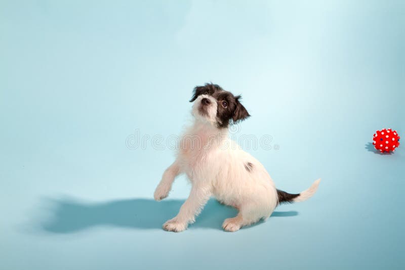 Parson Jack Russell Terrier Sitting Up and Begging Stock Photo - Image ...