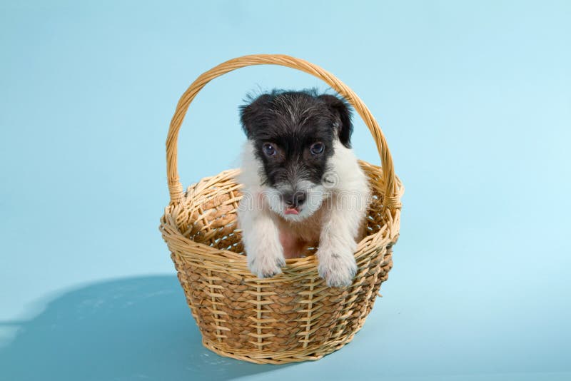Parson Jack Russell Terrier Sitting Up and Begging Stock Photo - Image ...