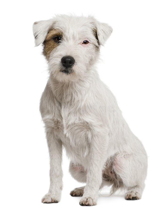 Parson Russel Terrier, 2 Years Old Stock Image - Image of cute, animal ...