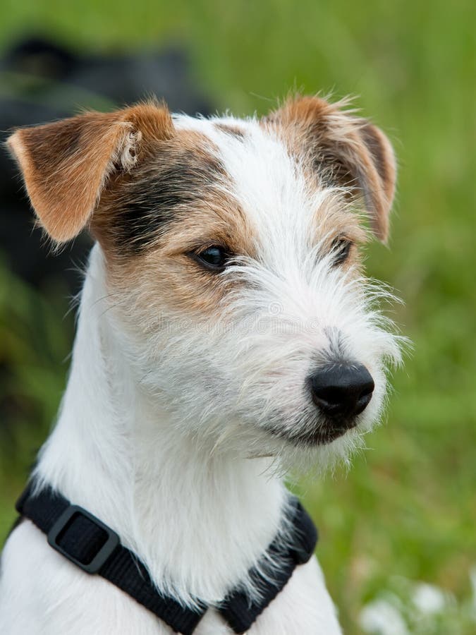 Parson Russell Terrier stock photo. Image of looks, closeup - 13819024