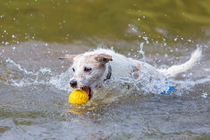 Parson Russell Terrier with a Ball in a River Stock Photo - Image of ...