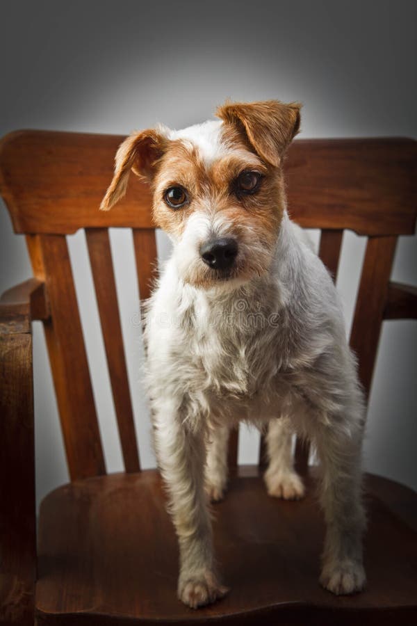 Parson Russell Terrier Portrait Stock Image - Image of mascot, animal ...