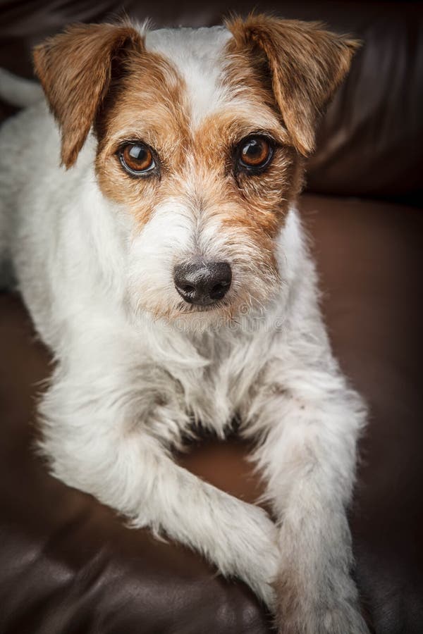 Parson Russell Terrier Portrait Stock Photo - Image of russell, canine ...